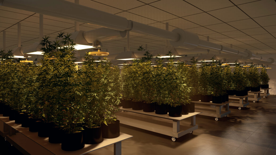 The House of Cannabis